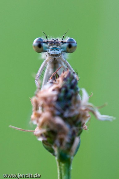 Makrofotografie: Die Grundlagen | foto-howto.de